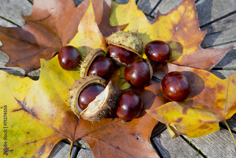 Kastanien im Herbst Stock Photo | Adobe Stock