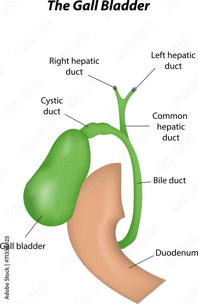 The Gall Bladder Labeled Diagram Stock Illustration | Adobe Stock