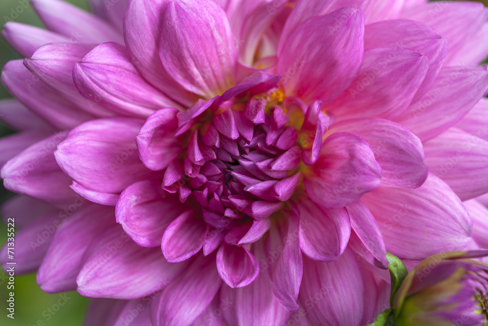 Single flower of dahlia colorl pink wall mural wallpaper | Muraledesign.com