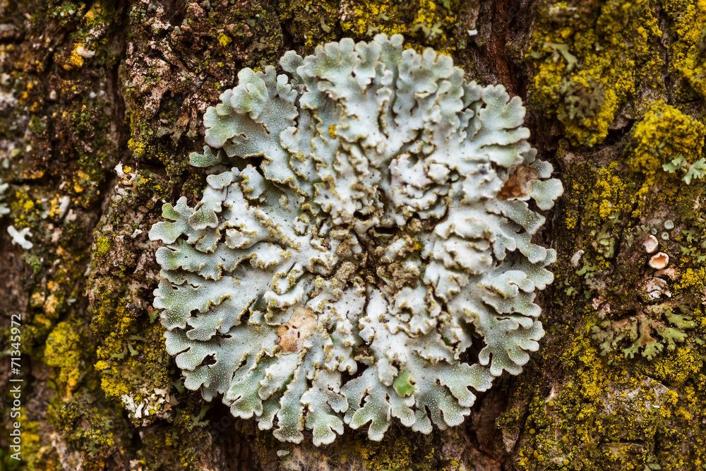 Foliose Lichen