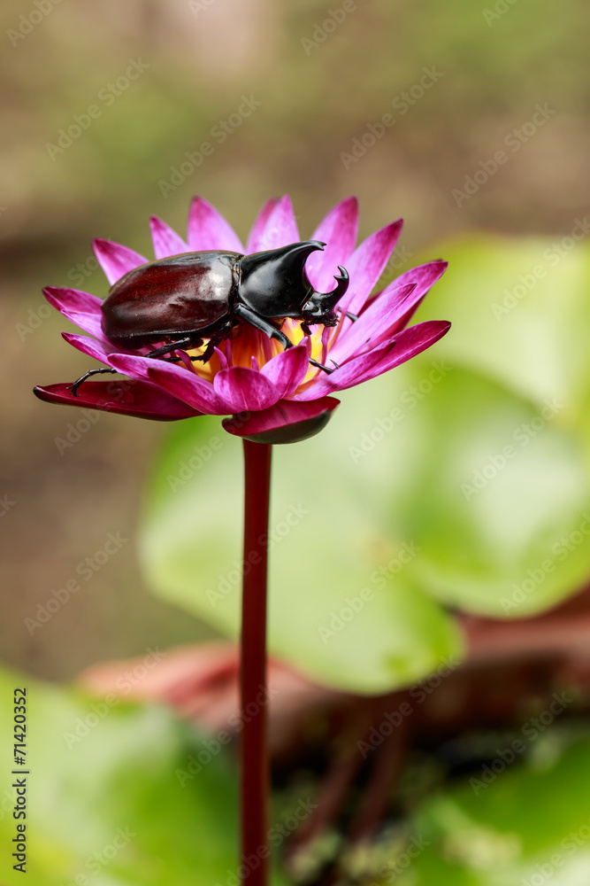 Beetle on Water lily Stock Photo | Adobe Stock