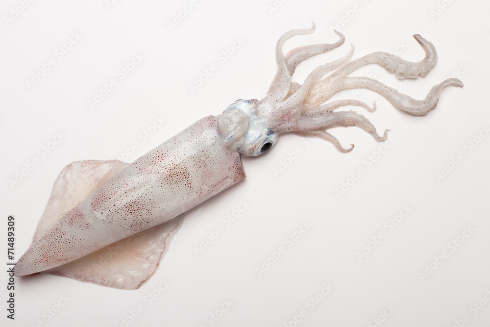 squid Stock Photo | Adobe Stock