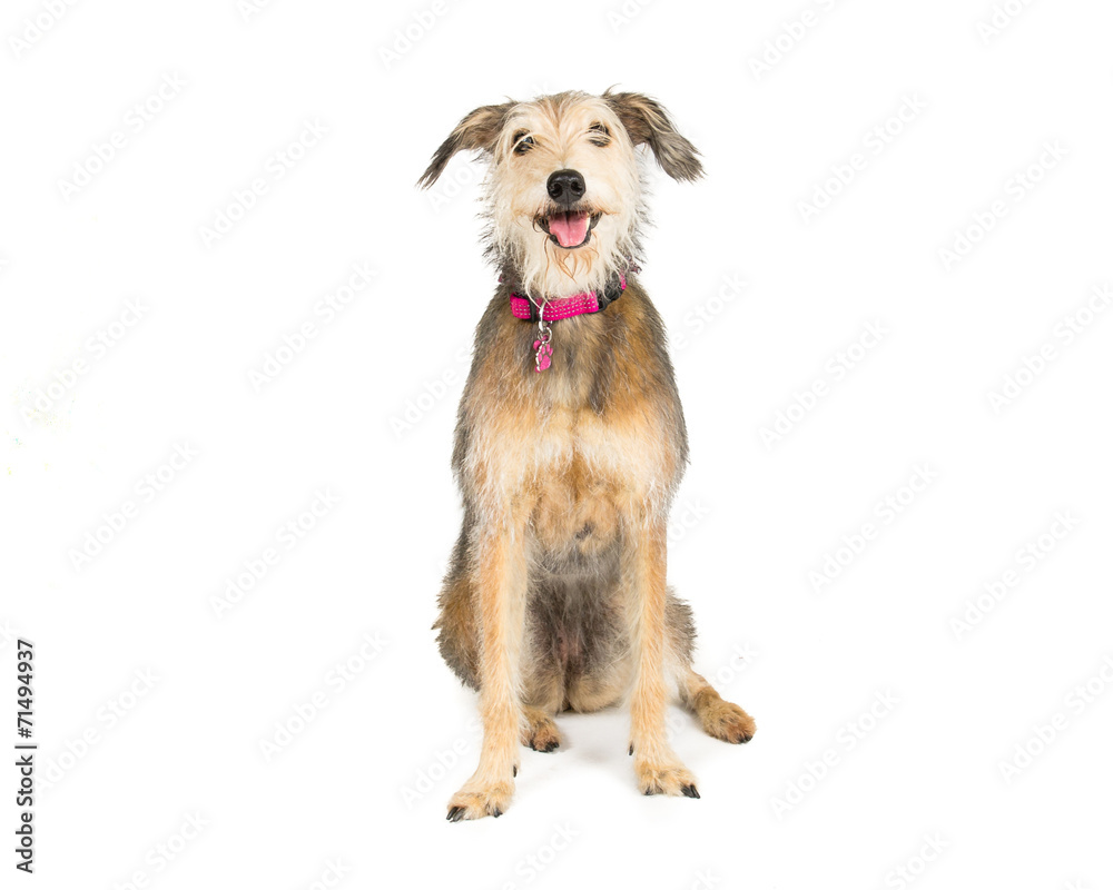 Whippet Terrier Cross