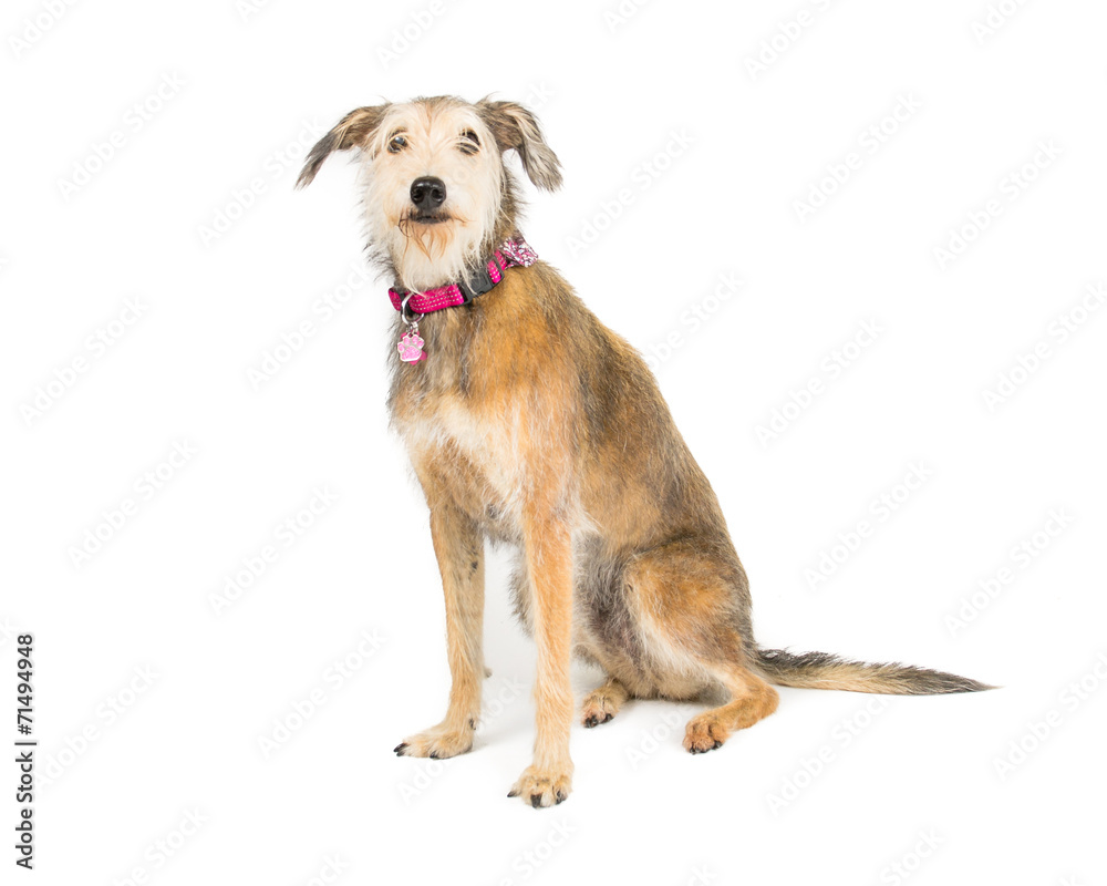 Whippet Terrier Cross
