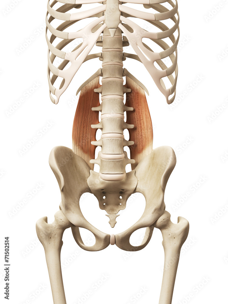 muscle anatomy - the quadratus lumborum Stock Illustration | Adobe Stock