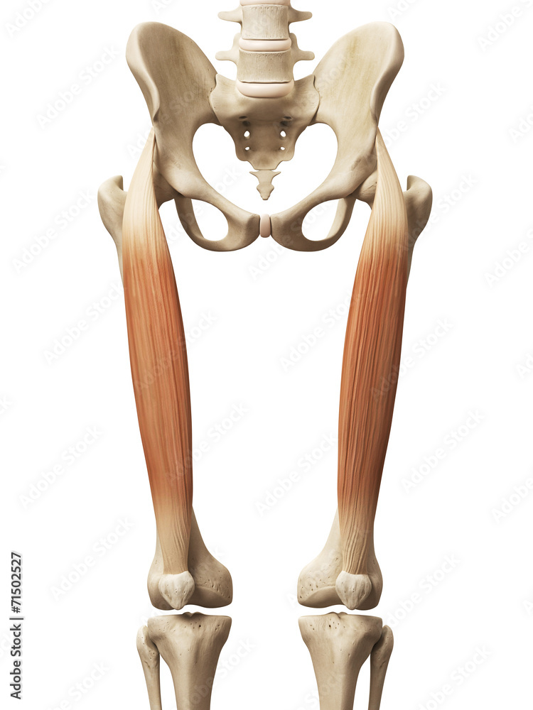 muscle anatomy - the rectus femoris Stock Illustration | Adobe Stock
