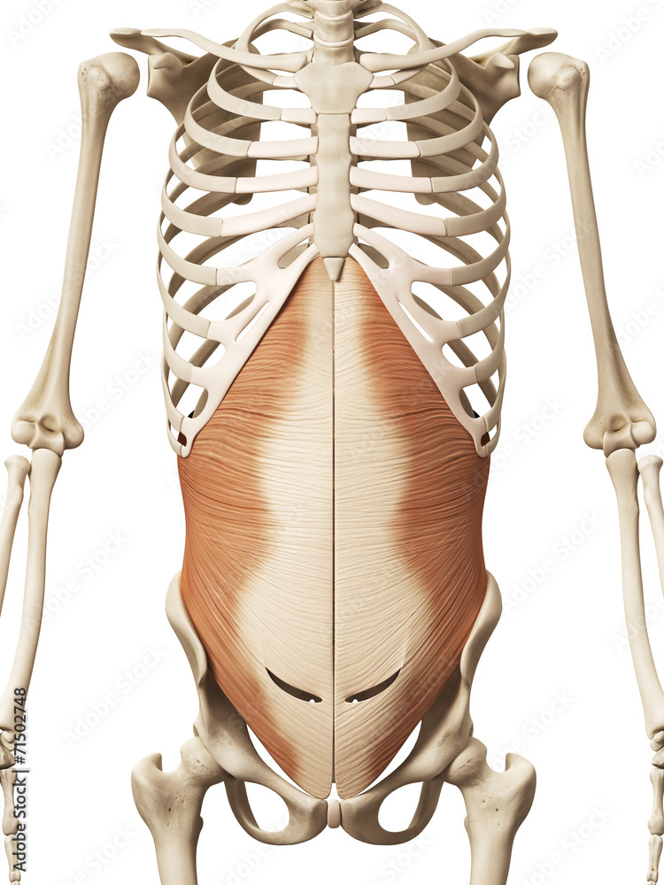 muscle anatomy - the transversus abdomini Stock Illustration | Adobe Stock