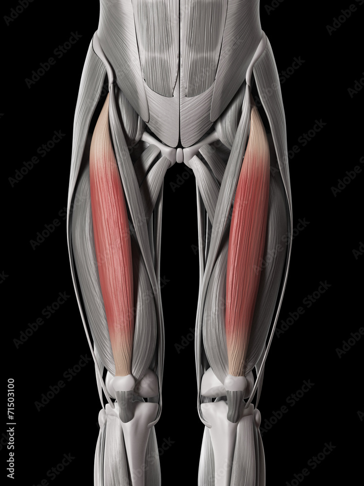 human muscle anatomy - rectus femoris Stock Illustration | Adobe Stock