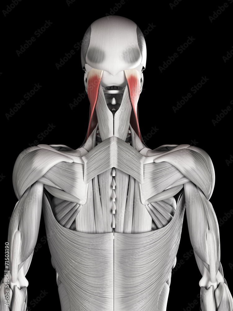human muscle anatomy - sternocleidomastoid Stock Illustration | Adobe Stock