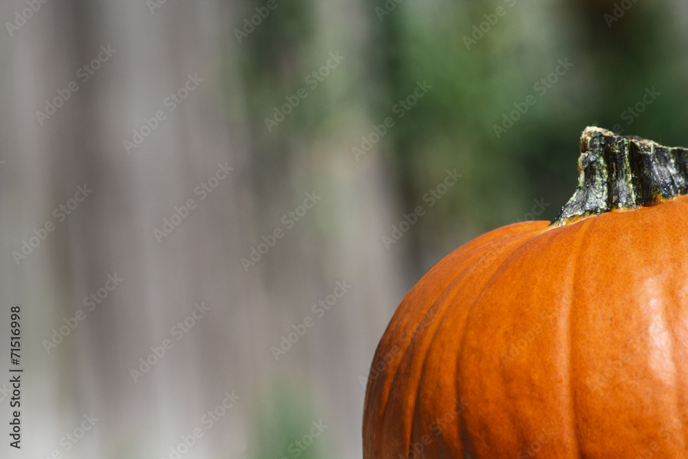 Pumpkin Macro foto de Stock | Adobe Stock