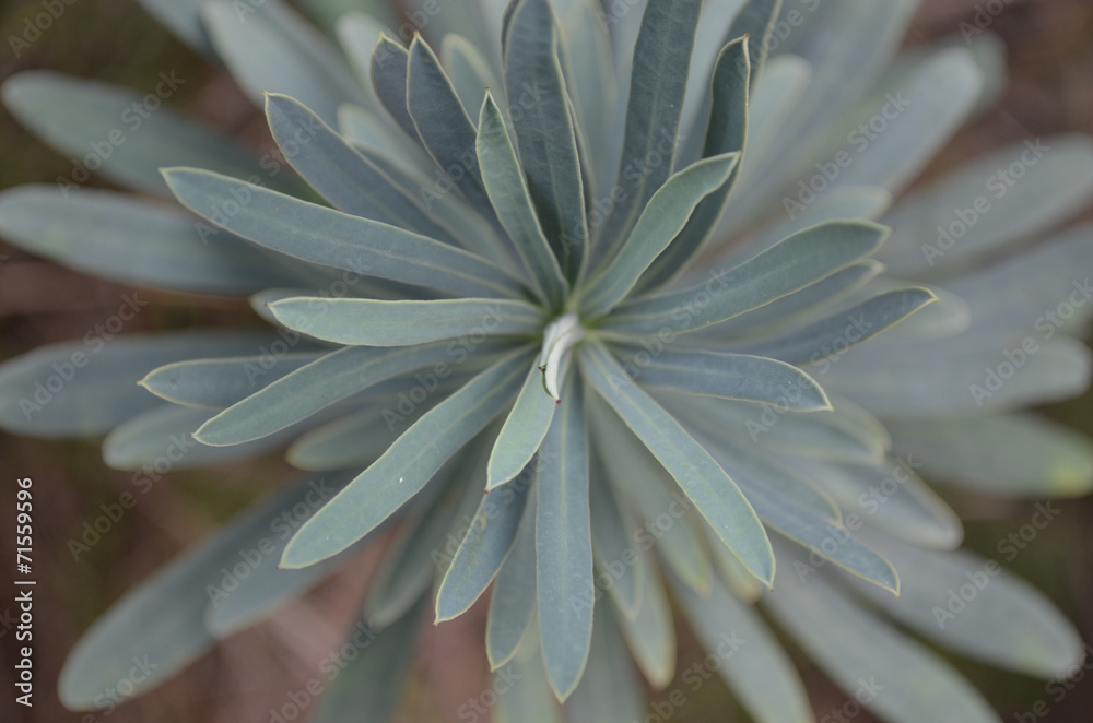 Luxus Euphorbia Arten Bestimmen Fotos