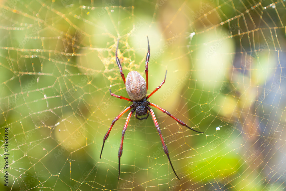 Foto de Araignée néphile Nephila inaurata ardentipes, Rodrigues do ...