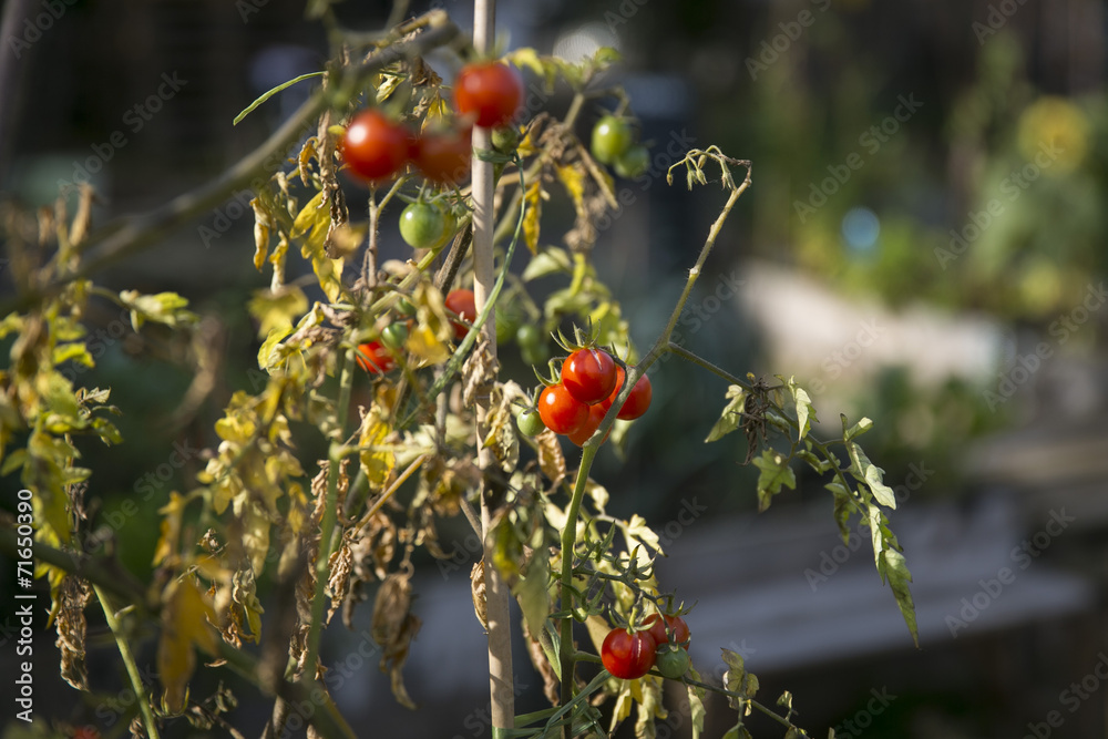 Strauchtomate, Tomate am Strauch im Garten Stock-Foto | Adobe Stock