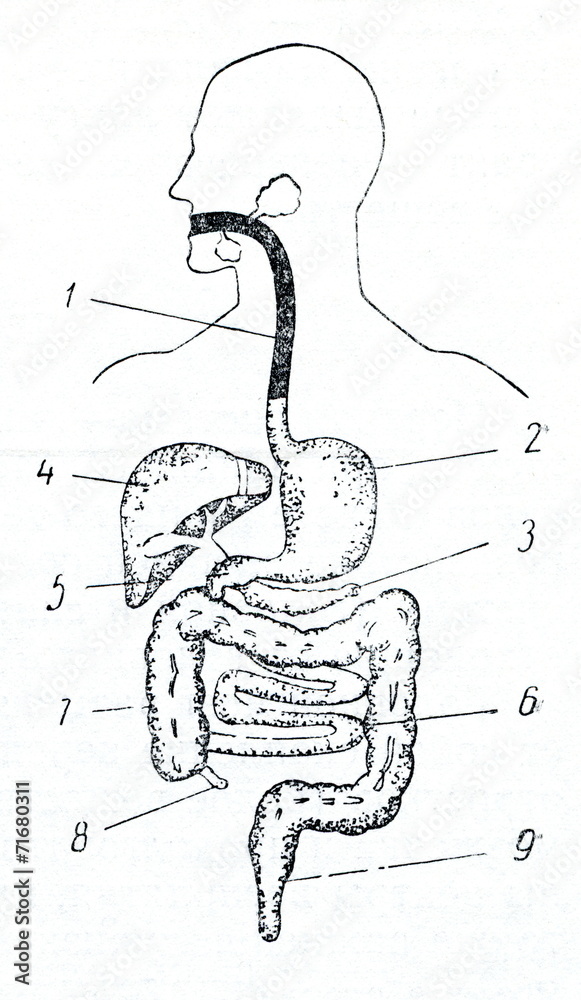 Diagram Of Digestive System Simple Digestive System Diagram, 59% OFF
