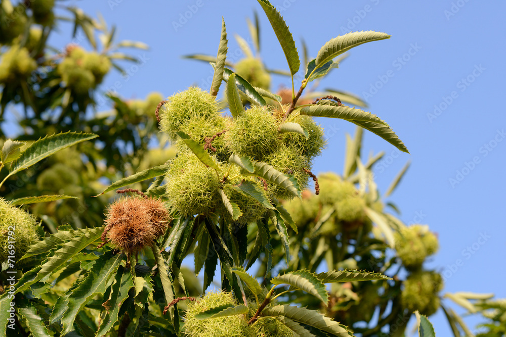 Maronenbaum Stock-Foto | Adobe Stock