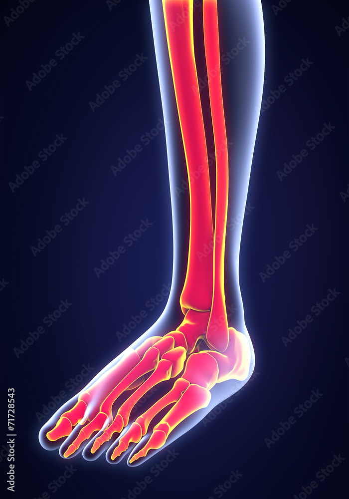 Human Foot Anatomy Stock Illustration | Adobe Stock