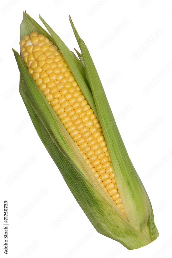 Maiskolben oder Mais freigestellt Stock Photo | Adobe Stock