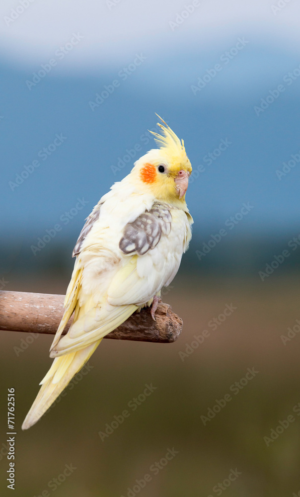 Cockatiel parrot ,bird Stock Photo | Adobe Stock