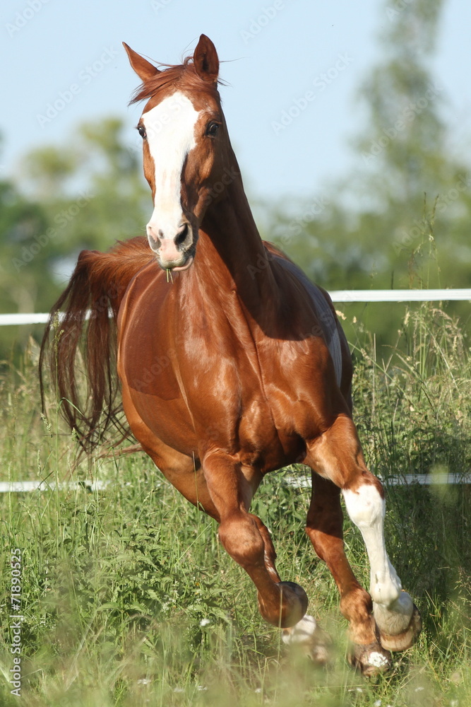 Fotografia do Stock: Fuchs mit Blesse im Galopp (Hochformat) | Adobe Stock