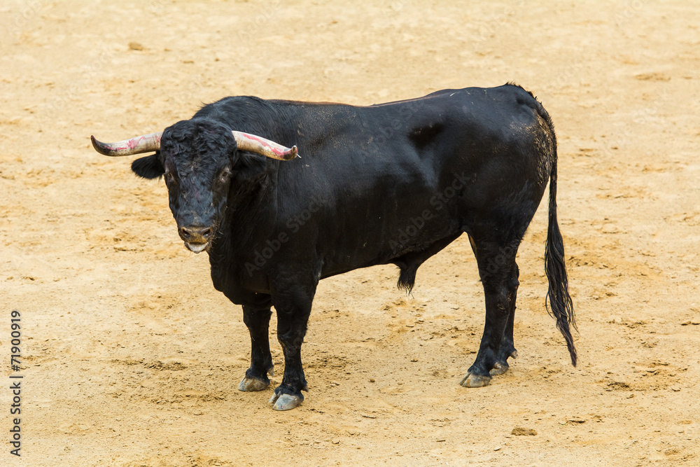 Toro Bravo Español en la arena Stock Photo | Adobe Stock