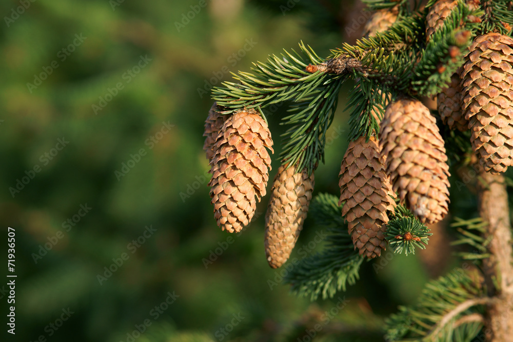 Picea abies Acrocona - autumn spruce cones Stock Photo | Adobe Stock