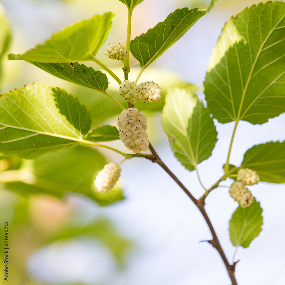 white mulberry tree in nature Stock Photo | Adobe Stock