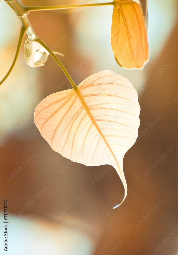 Sacred Fig Tree, Pipal Tree, Peepul, Ficus religiosa Stock Photo ...