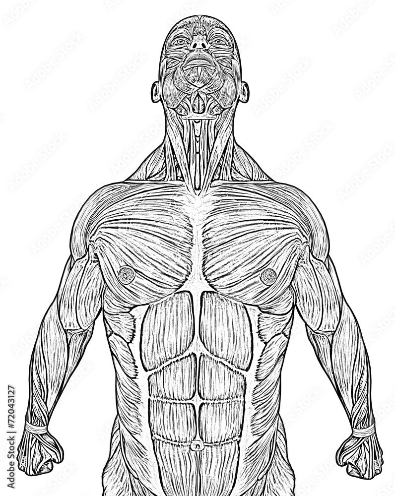 muscle man super flying line drawing Stock Illustration | Adobe Stock
