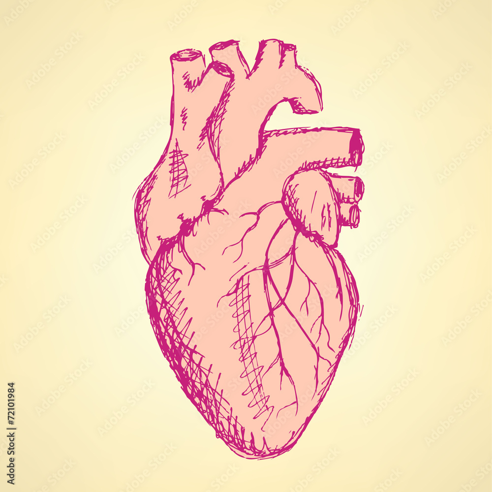 Sketch human heart in vintage style Stock Vector | Adobe Stock