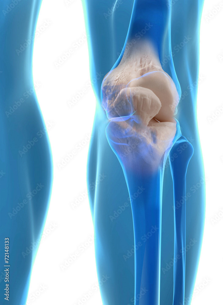 Human knee anatomy Stock Photo | Adobe Stock