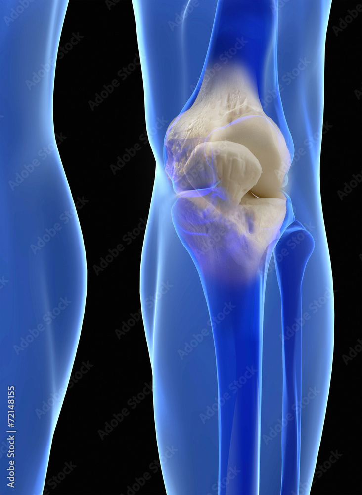 Human knee anatomy Stock Illustration | Adobe Stock