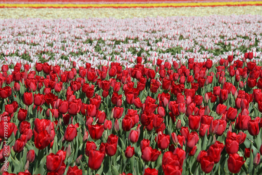 Flower fields at the Keukenhof in The Netherlands Stock Photo | Adobe Stock