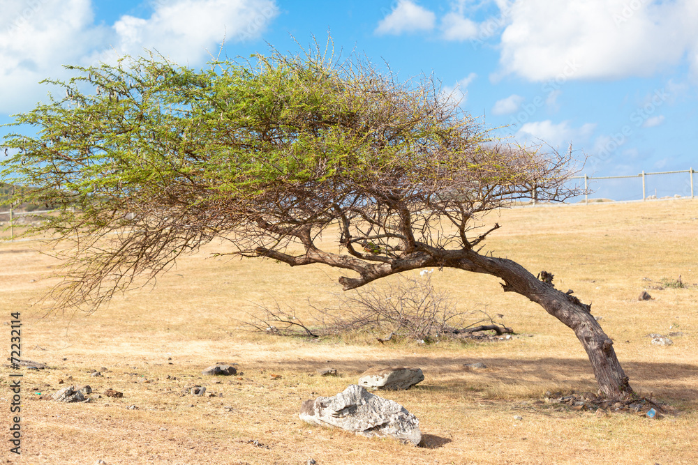 arbre "en drapeau", plaine Mapou, île Rodrigues Stock Photo | Adobe Stock