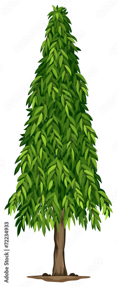 A tall ashoka tree Stock Vector | Adobe Stock