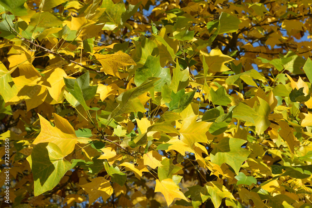 Autumn leaves of a plane tree east (Platanus orientalis L.), bac Stock ...