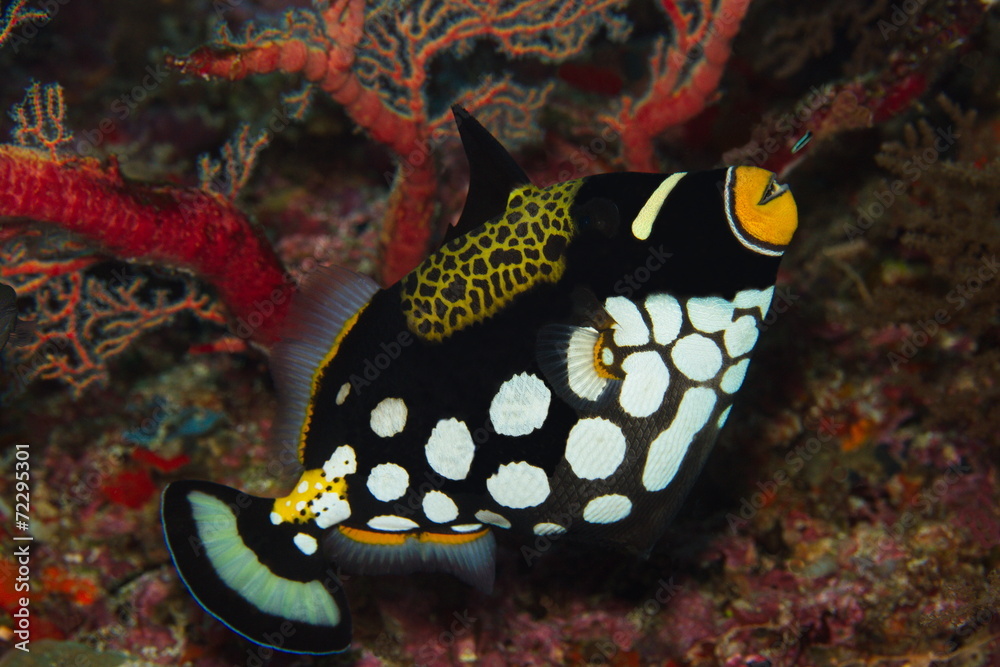 Poisson baliste clown Stock Photo | Adobe Stock