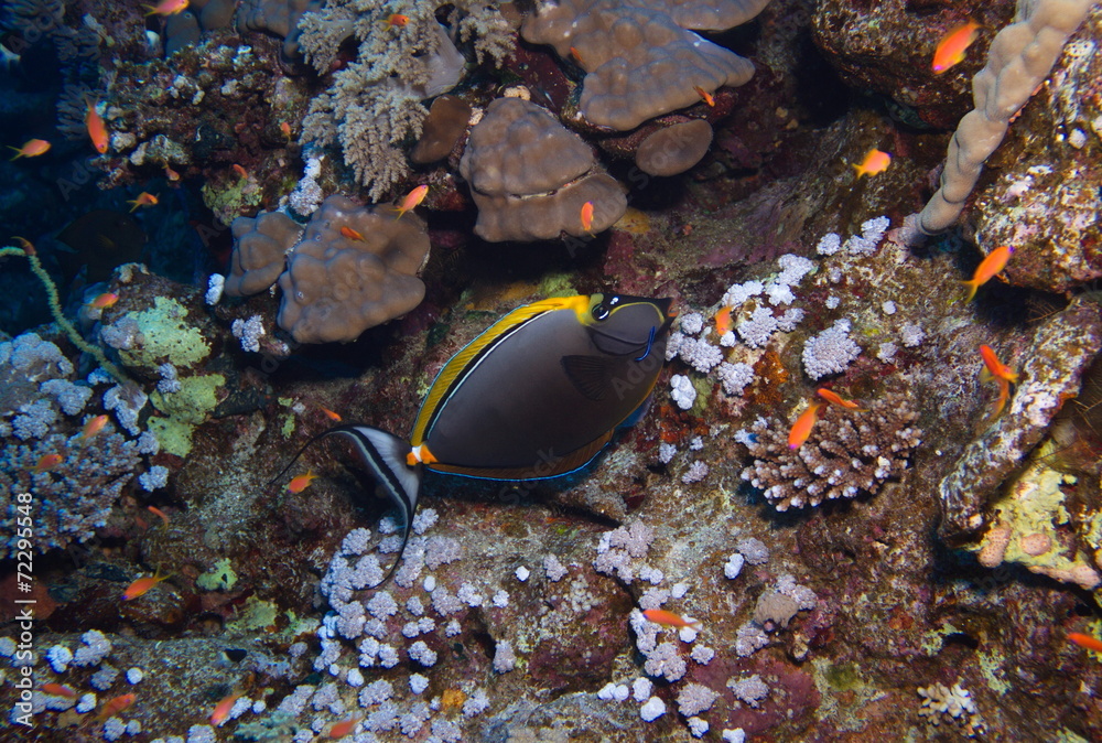 Poisson licorne à épines oranges Stock Photo | Adobe Stock