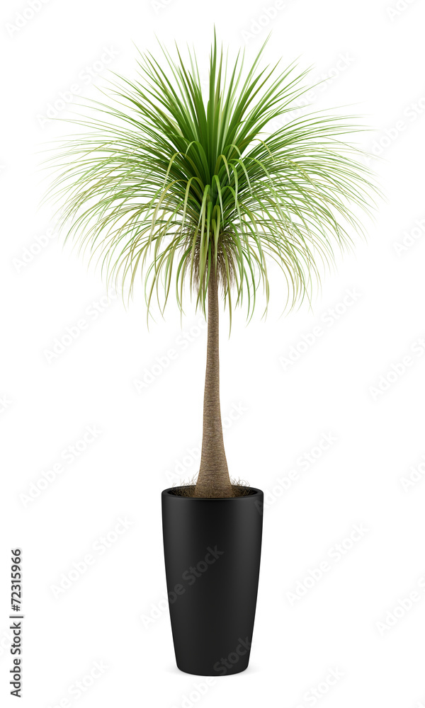 potted palm tree isolated on white background Stock Photo | Adobe Stock