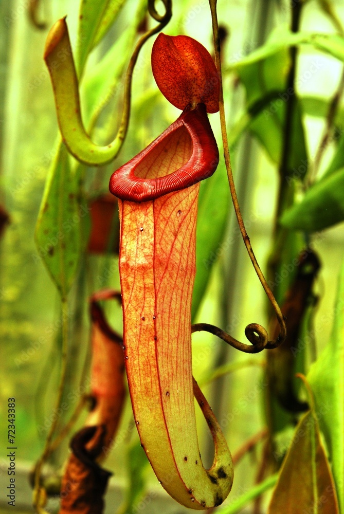 Great Description About Lows Pitcher Plant