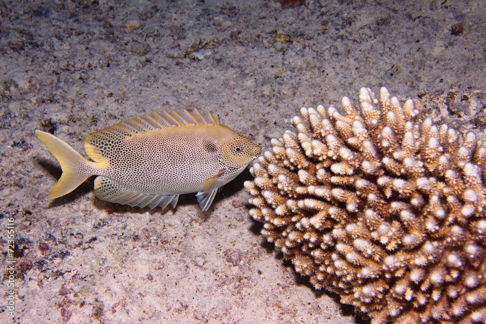 Poisson cordonnier marguerite Stock Photo | Adobe Stock