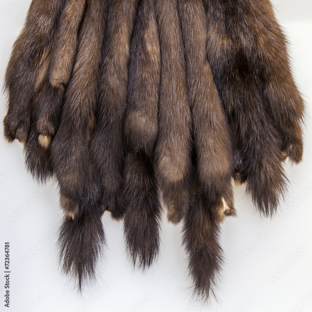 The skins of a sable prepared for tailoring of a product Stock Photo ...
