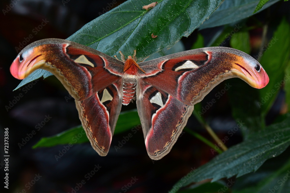 World largest moth,the Atlas moth Stock Photo | Adobe Stock