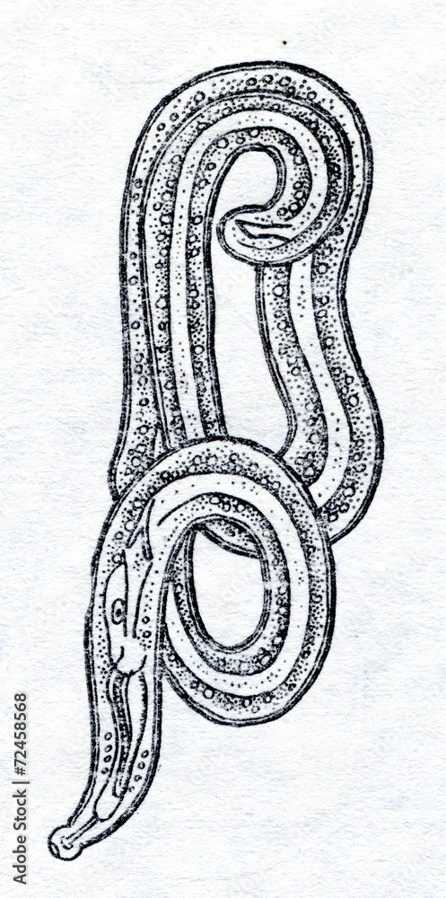 Sugarbeet nematode (Heterodera schachtii) Stock Photo | Adobe Stock