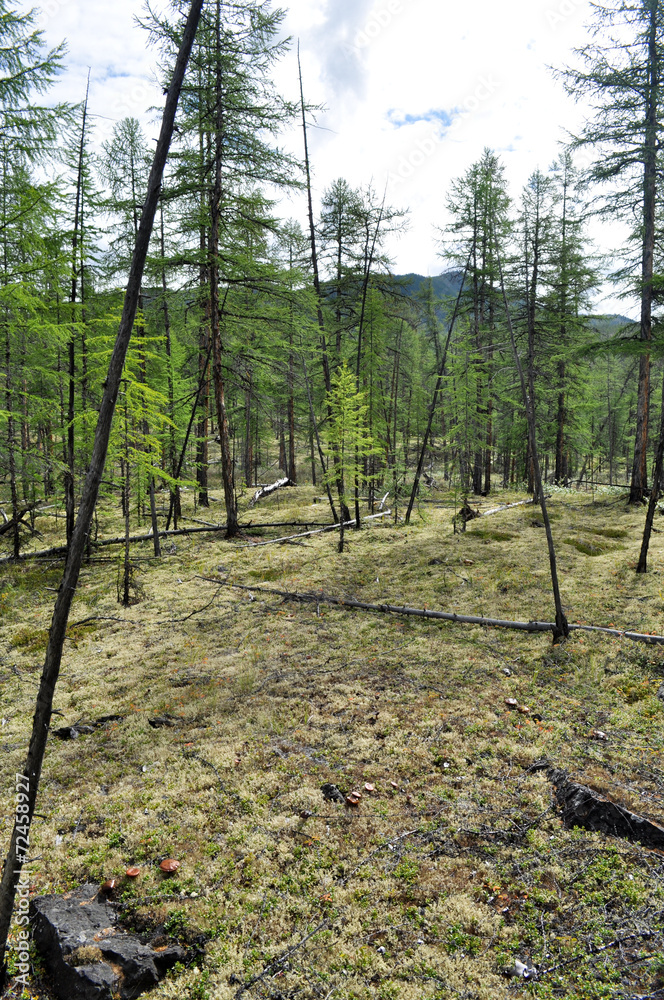 Waterlogged edge of the larch taiga in Yakutia. Stock Photo | Adobe Stock