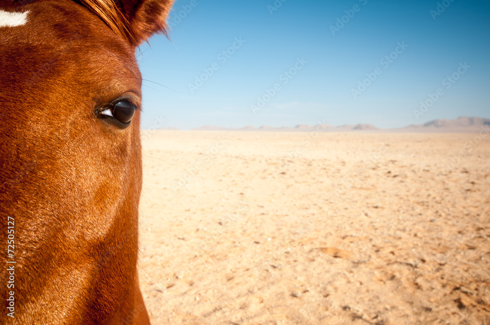 Wildperd Stock Photo | Adobe Stock