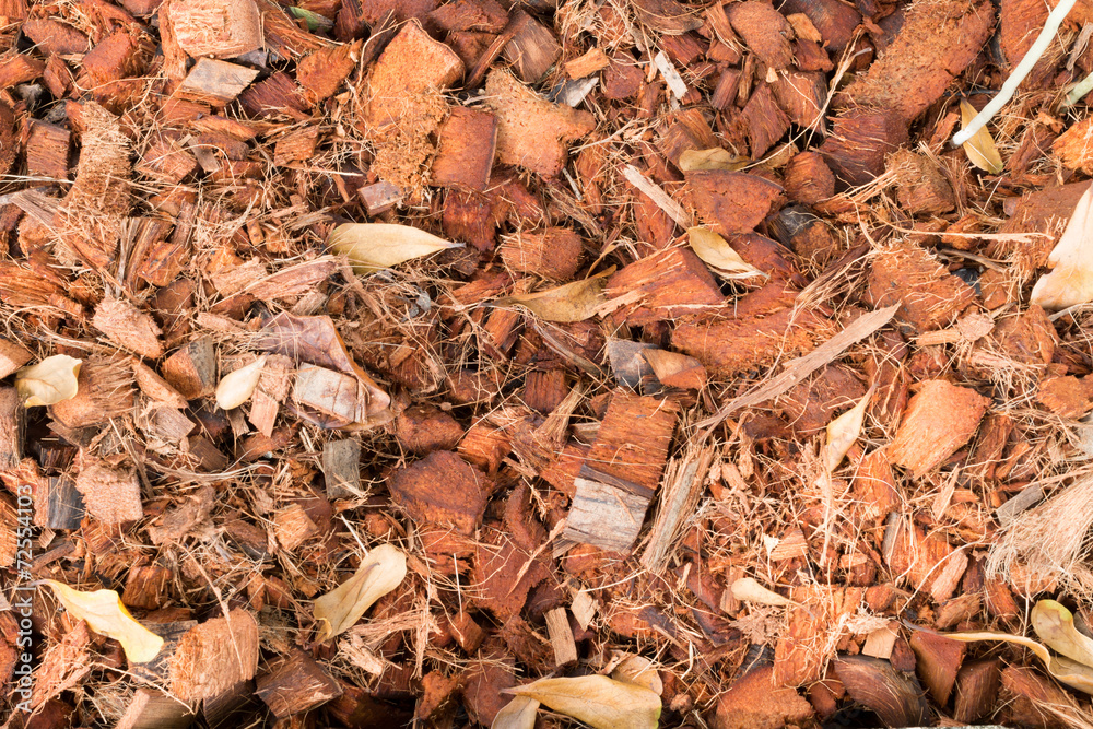 coconut shells Stock Photo | Adobe Stock