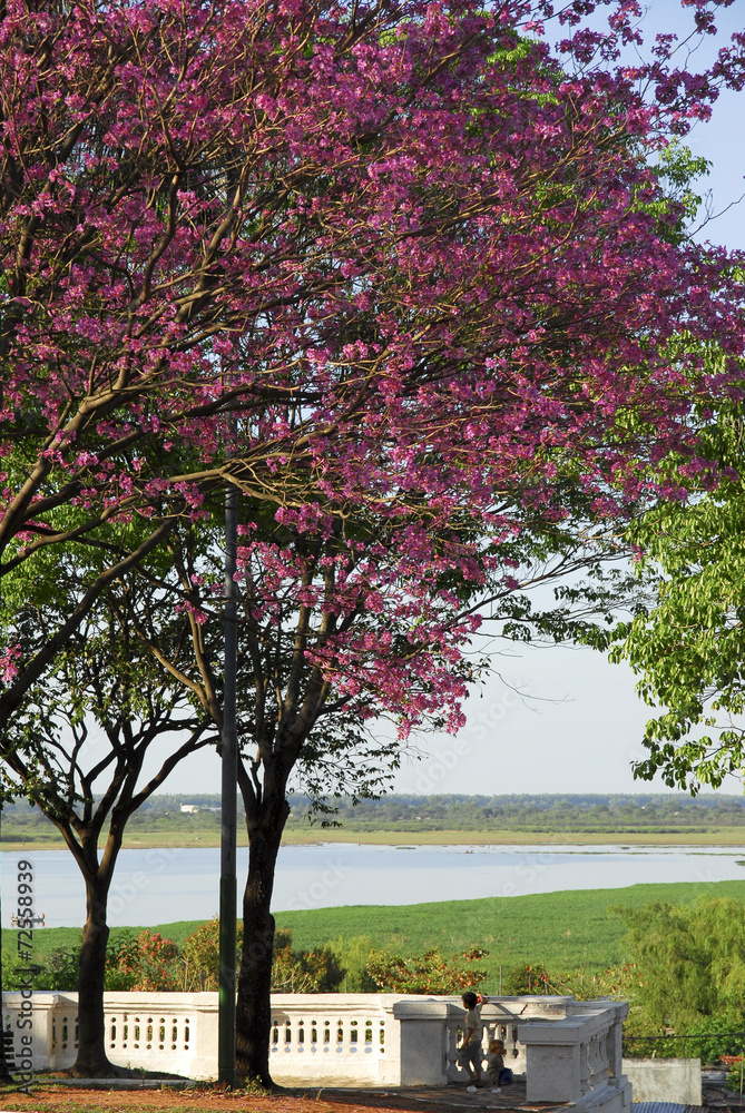 Lapacho tree and Paraguay river Stock Photo | Adobe Stock