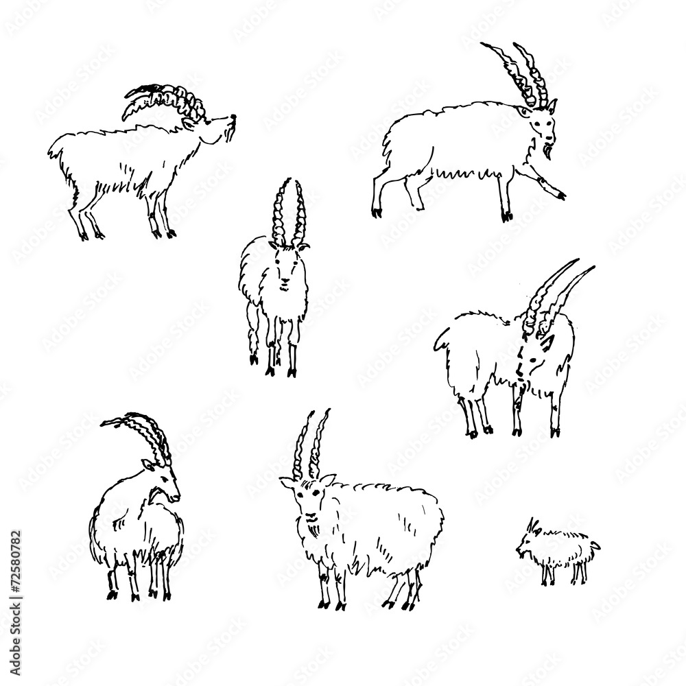 Hand drawn sketch of goats. Vector illustration. Stock Vector | Adobe Stock