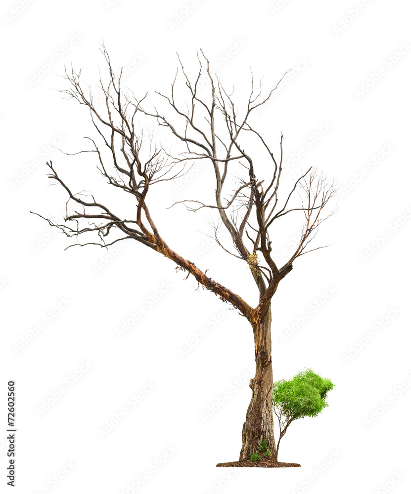 Old tree on white background.Concept death and life revival. Stock ...