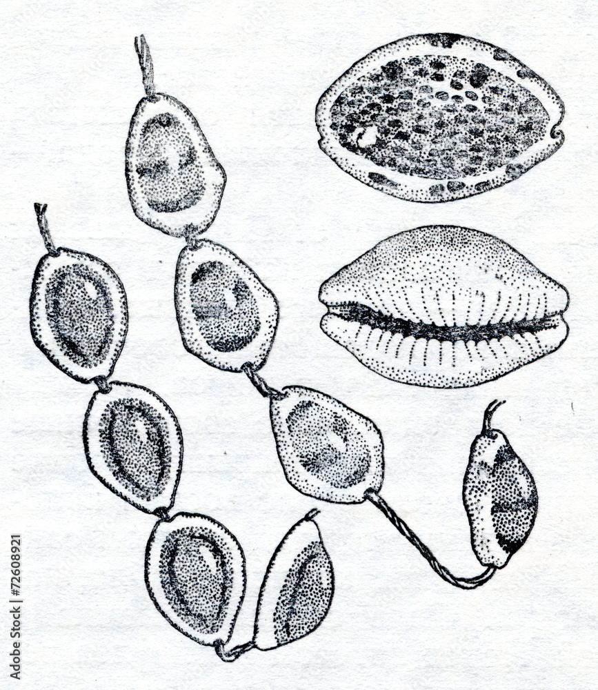 Money cowry (Monetaria moneta) Stock Illustration | Adobe Stock